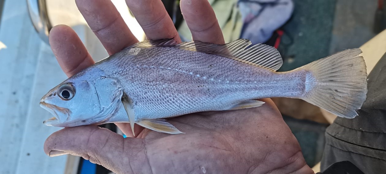 The 2021 Rock salmon season is upon us as the KZN estuaries clean up.