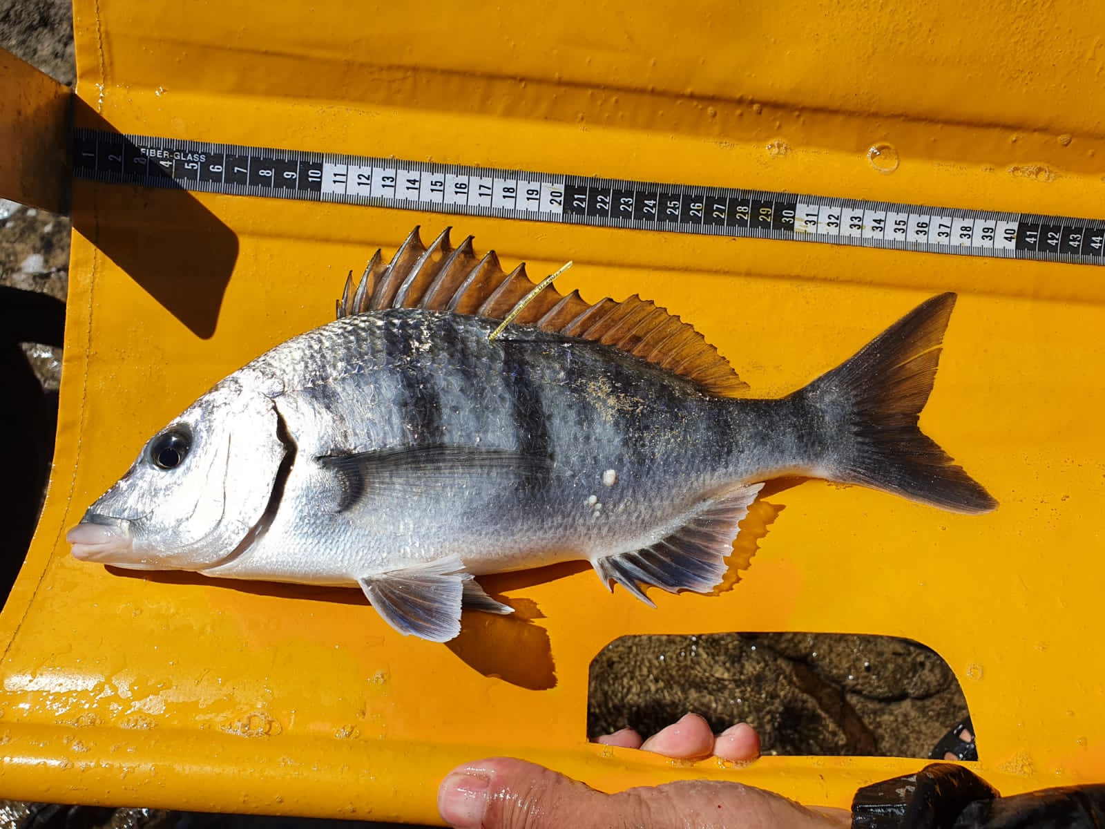 Shopping online with the Fishing Pro Shop - The Sardine News