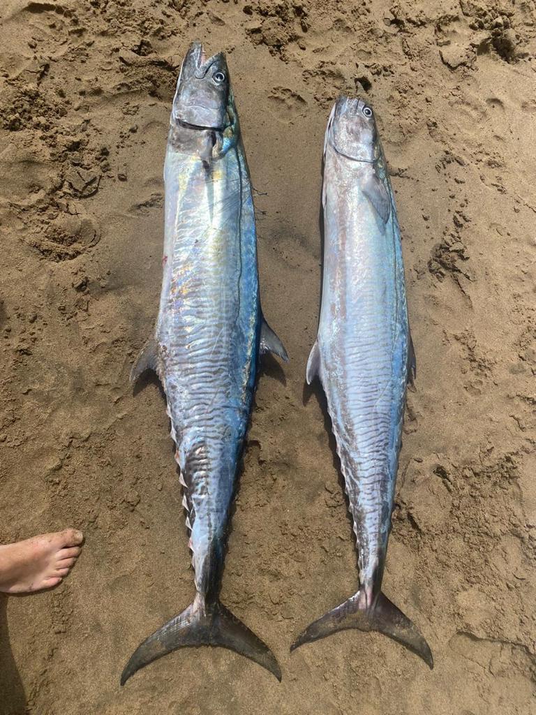 First couta of 2021/22 Season - The Sardine News