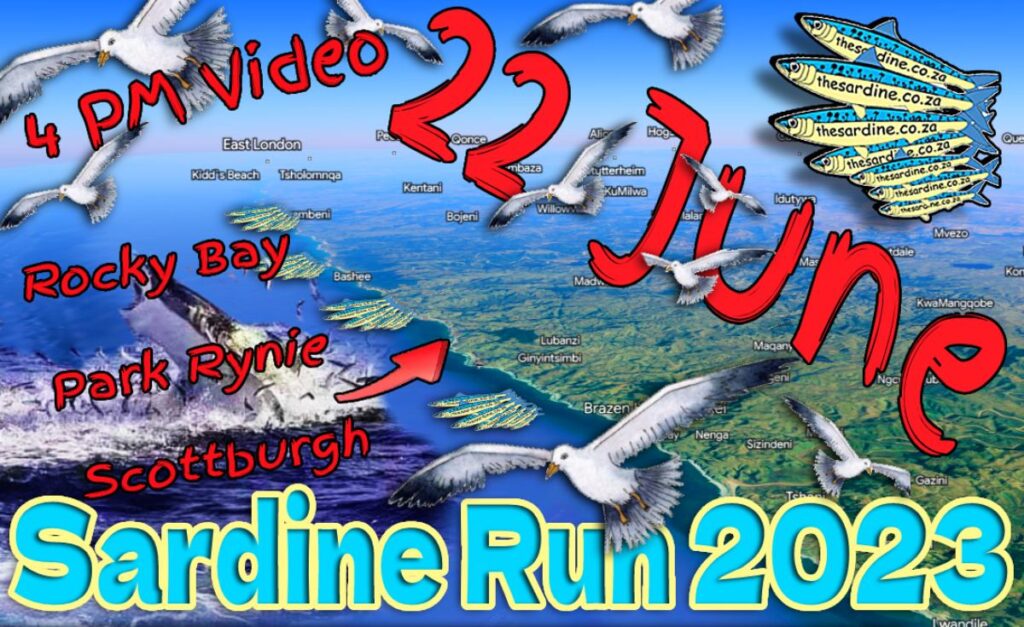 22 June 2023 4 PM Video Report and Sardine Conditions Update - The Sardine News