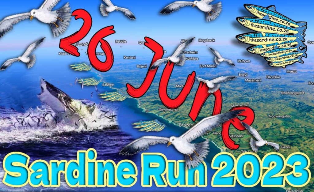 26 June 2023 - Where did the sardines go? - The Sardine News