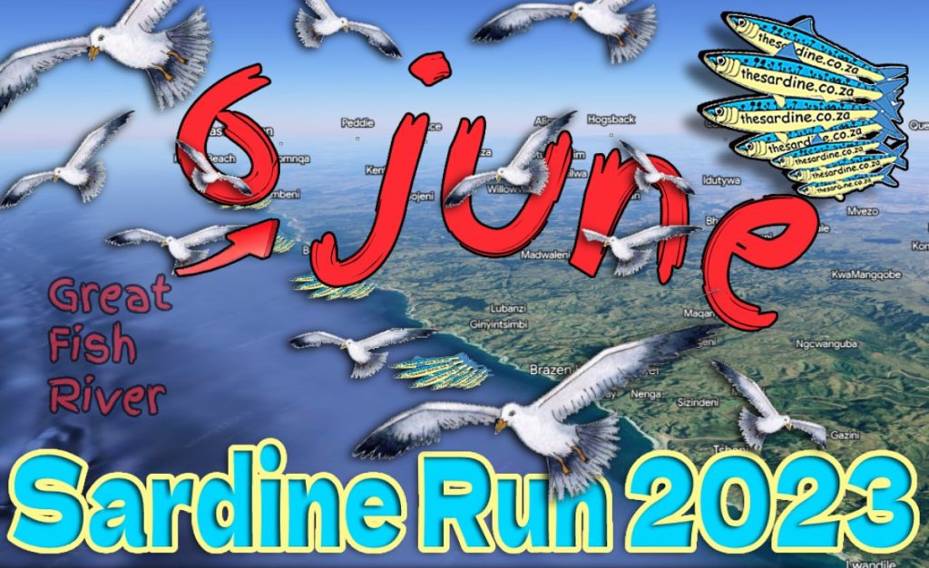 6 June 2023 Sardines sighted off Great Fish River - The Sardine News