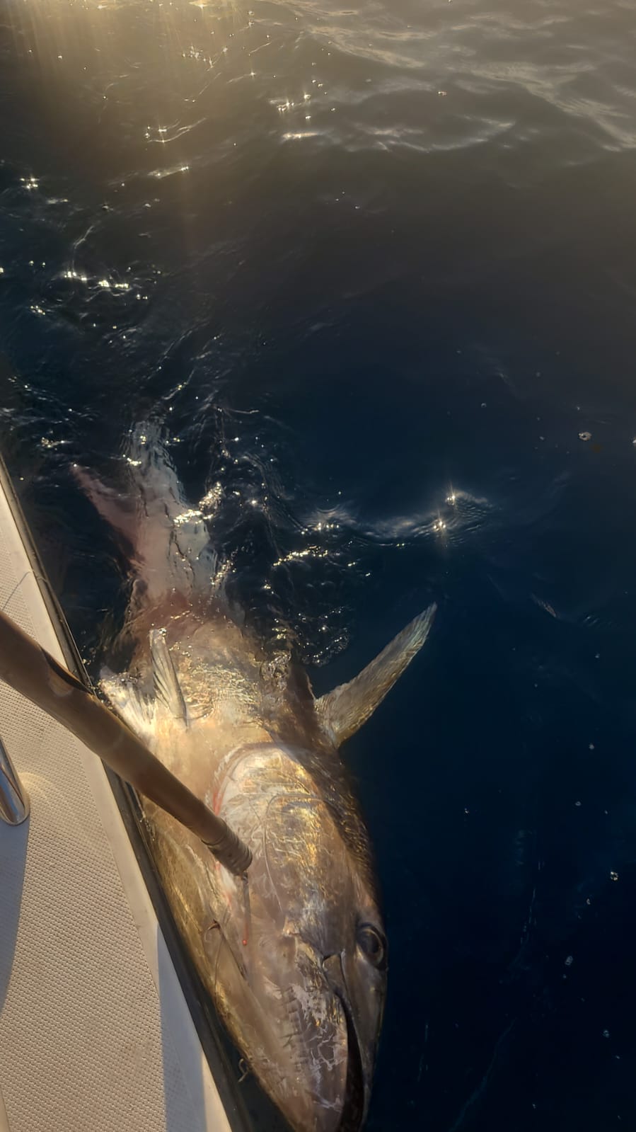 Second Bluefin Tuna taken on a MYDO Baitswimmer - The Sardine News