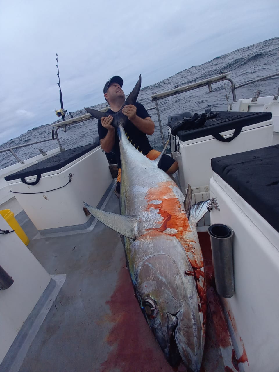 Second Bluefin Tuna taken on a MYDO Baitswimmer - The Sardine News