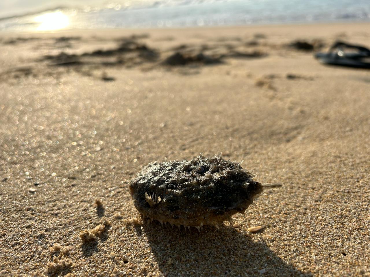 Dead fish on St Francis beach too - The Sardine News