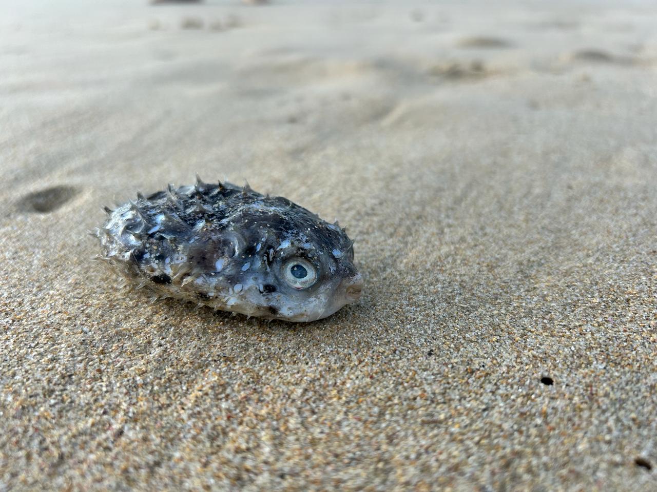 Dead fish on St Francis beach too - The Sardine News