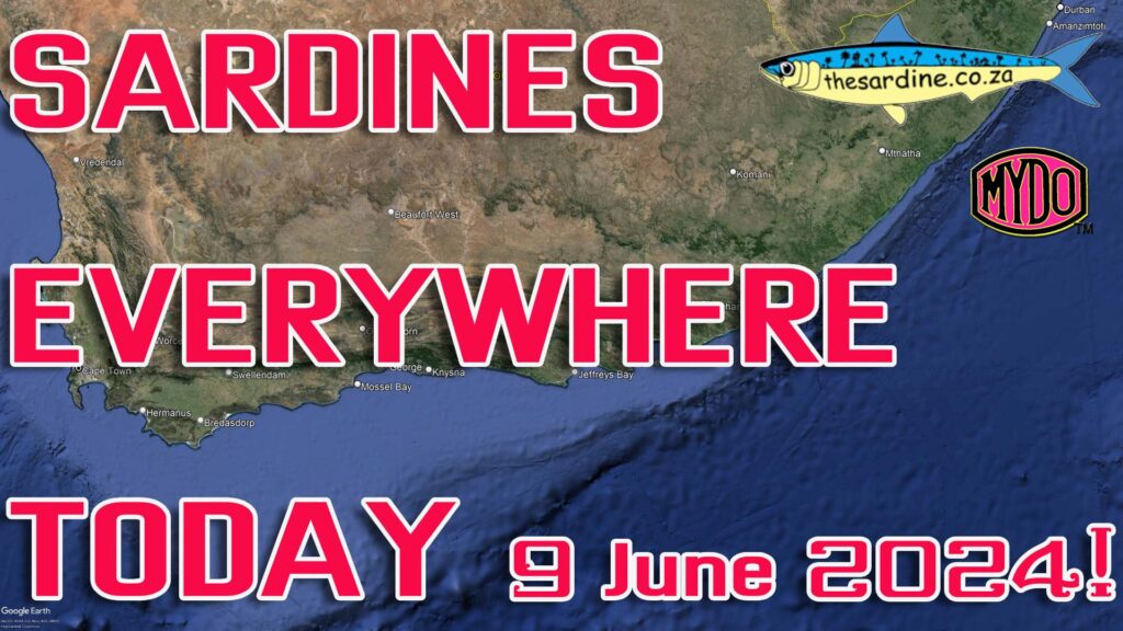 Sardines are Everywhere Today! - The Sardine News