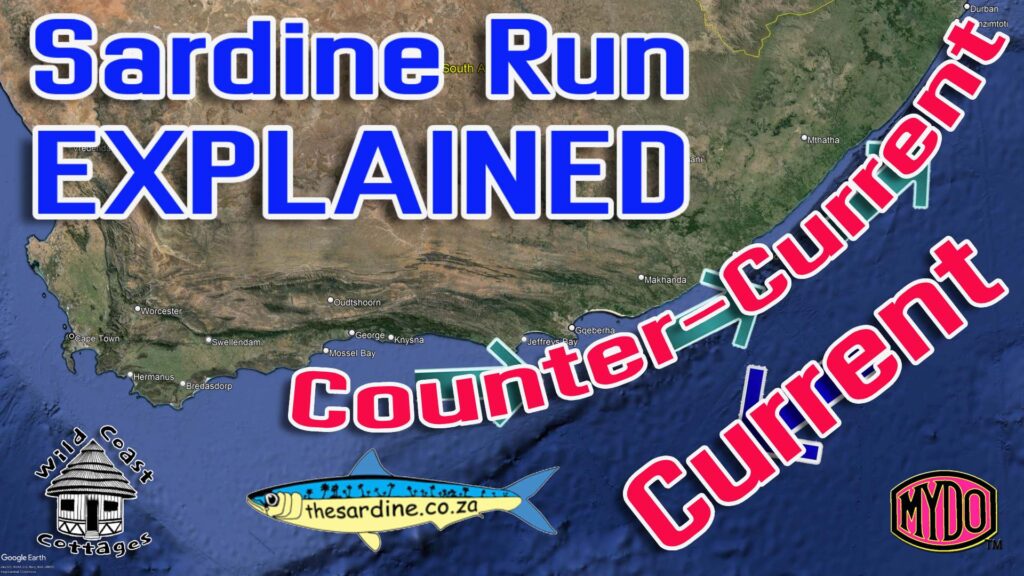 Sardine Run EXPLAINED! Currents and Counter-Currents - The Sardine News