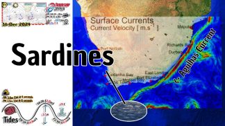 The Sardine Run 2025 is actually Starting Already - The Sardine News