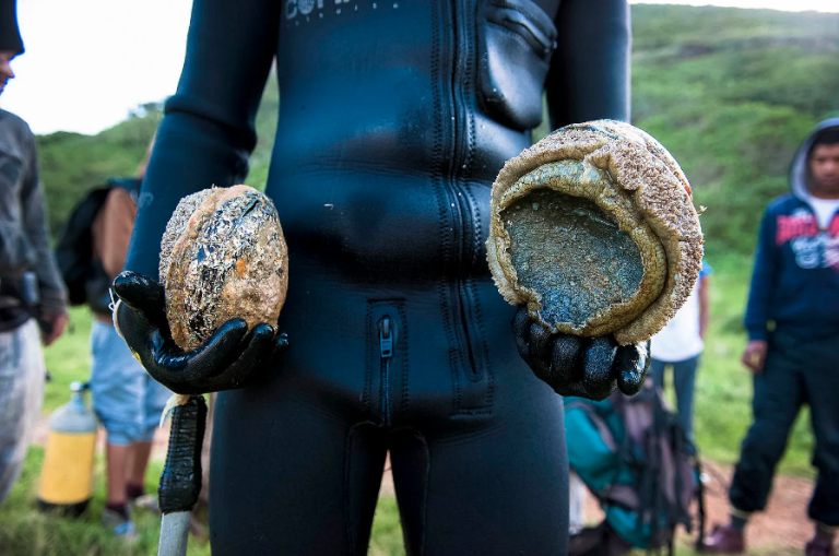 Rhino Horn vs. Abalone - The Sardine News