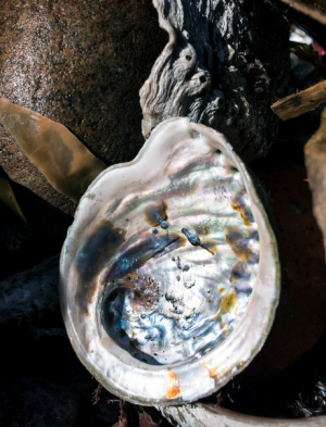 Rhino Horn vs. Abalone - The Sardine News