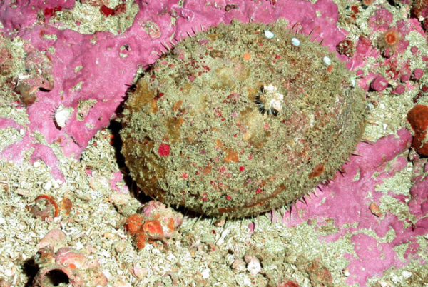 Rhino Horn vs. Abalone - The Sardine News