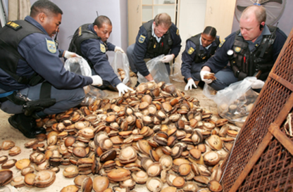 Rhino Horn vs. Abalone - The Sardine News