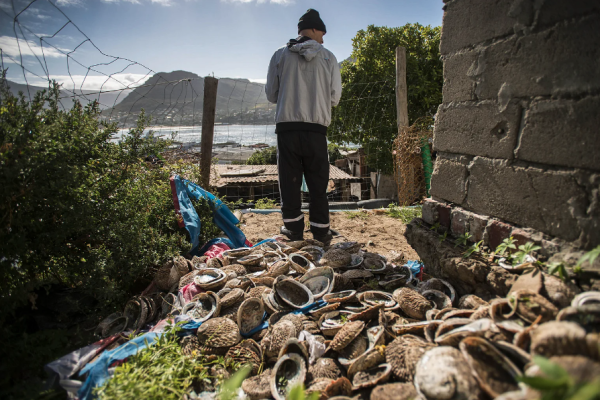 Rhino Horn vs. Abalone - The Sardine News