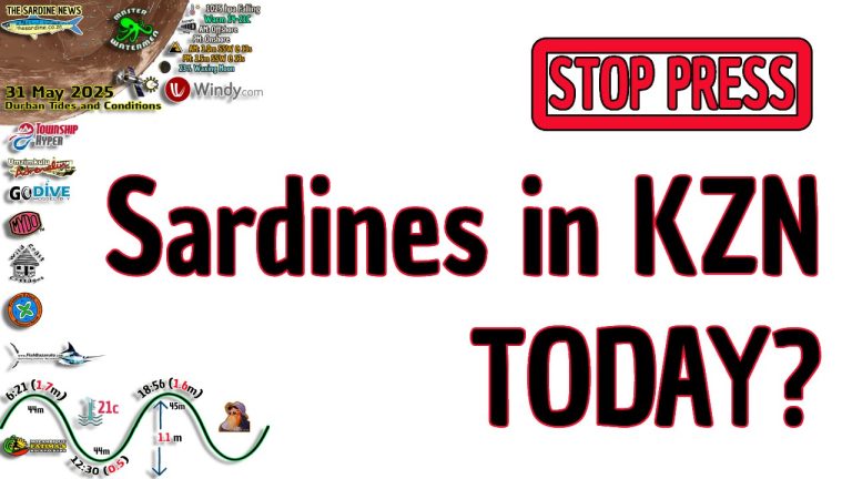 SARDINES in KZN Today? - The Sardine News