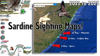 2025 Sardine Run: Late, or On Time? - The Sardine News