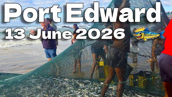 Sardines at Port Edward 13 June 2026 - The Sardine News
